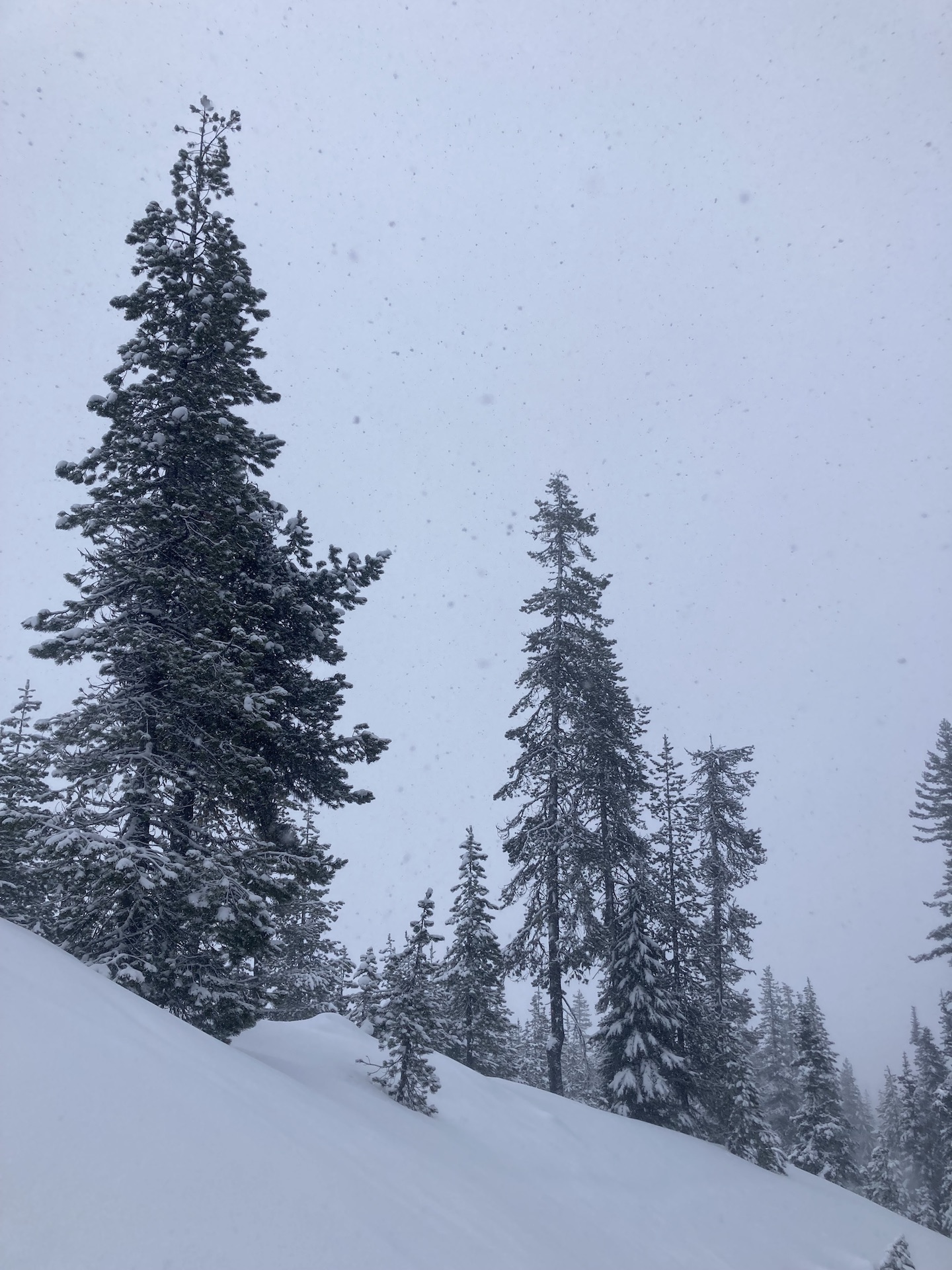 Northwest Avalanche Center - Pro Observation